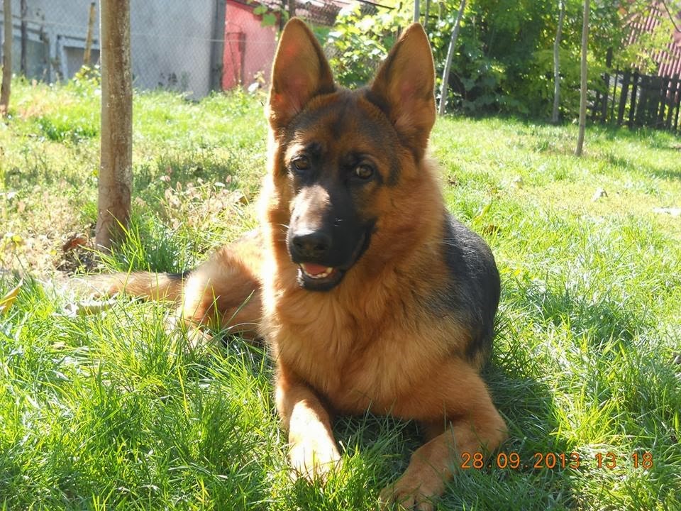 Standardul rasei Ciobanesc German – Canisa Crisandre von Vlasa